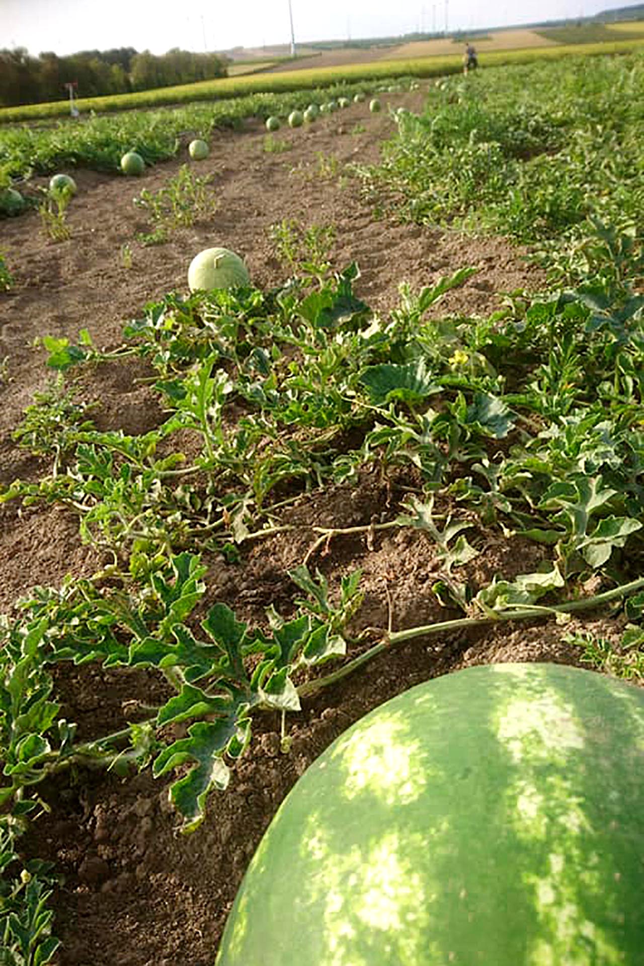 Brucker Melonen | Landwirtschaft Windholz